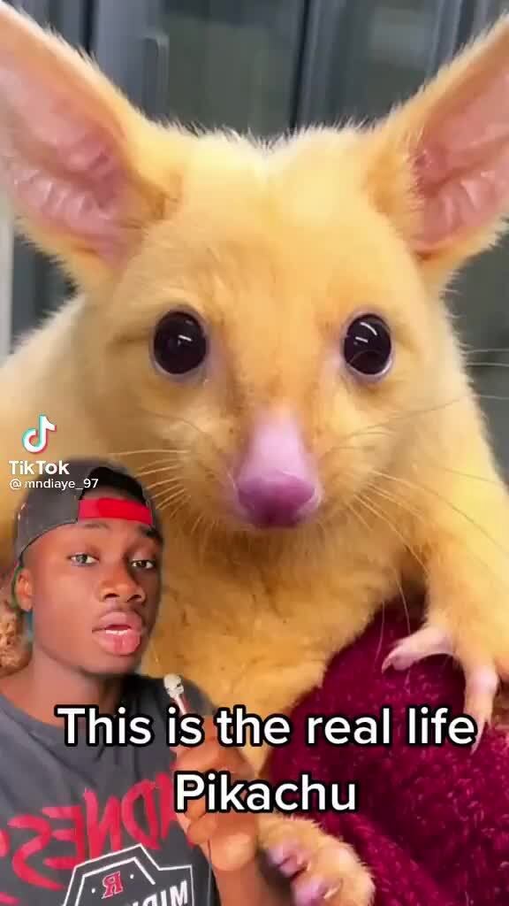 Meet the Real Life Pikachu! - cf is This is the real life Pikachu - iFunny