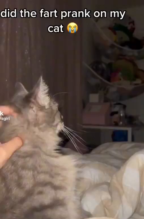 Did the fart prank on my cat - iFunny