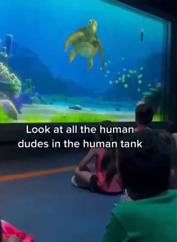 Look at all the human" dudes in the human tank - iFunny