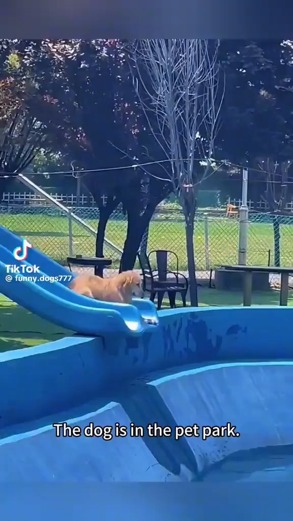 The dog is in the pet park. - iFunny