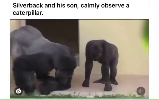 Silverback and his son, calmly observe a caterpillar. - iFunny