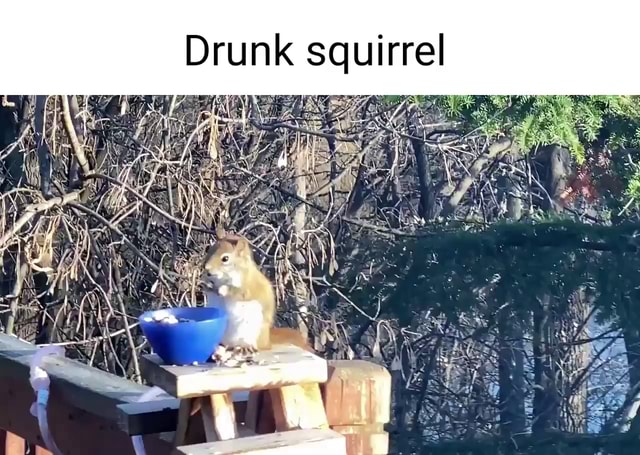 Drunk squirrel - iFunny