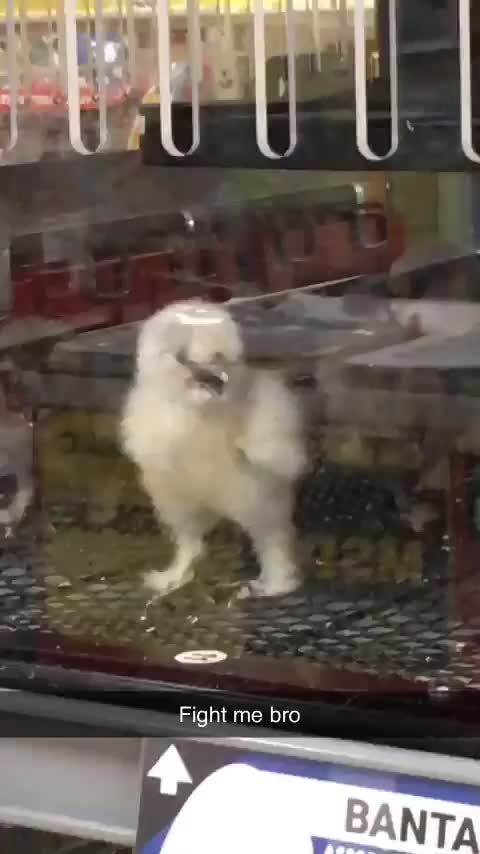 Fight me bro - seo.title