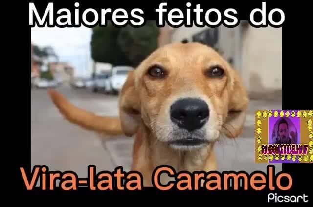 Aiores feitos do Vira-lata Caramelo - iFunny Brazil