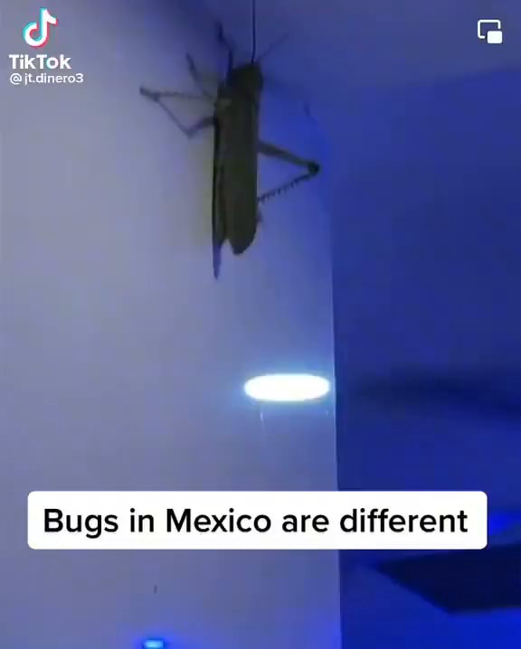 Tiktok I Bugs In Mexico Are Different Ifunny