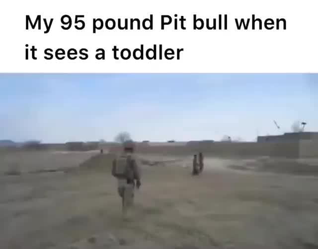 My 95 pound Pit bull when it sees a toddler - iFunny