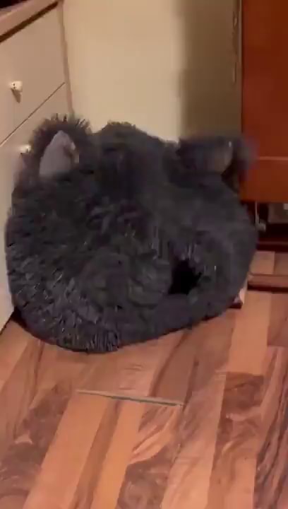 #dog #dogbed #funny #adorable #run #unmuted - iFunny