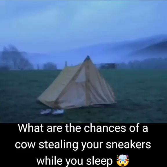 What are the chances of a cow stealing your sneakers while you sleep ...