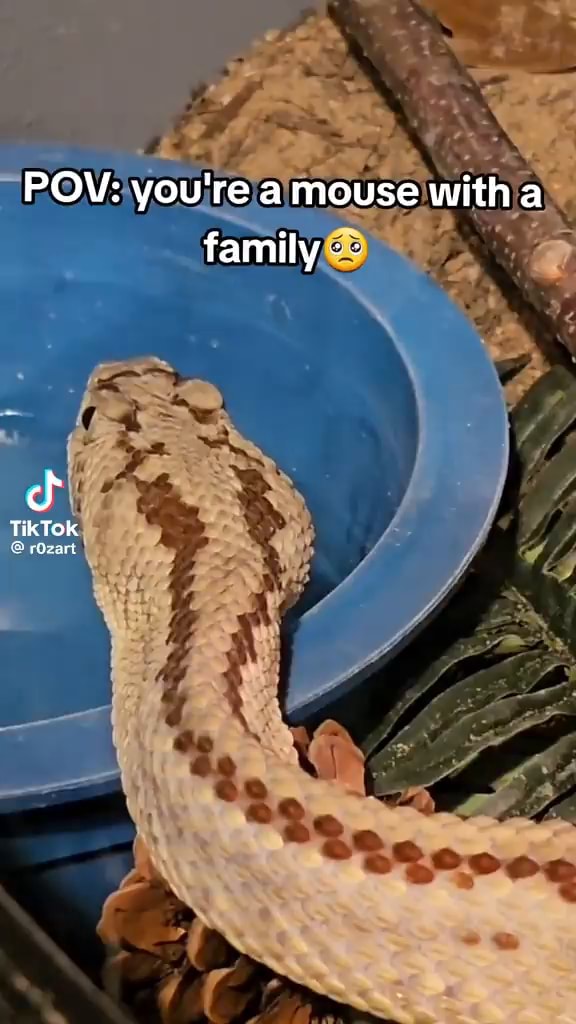 Video memes rqhpSp5oA by damaged_goods: 69 comments - iFunny