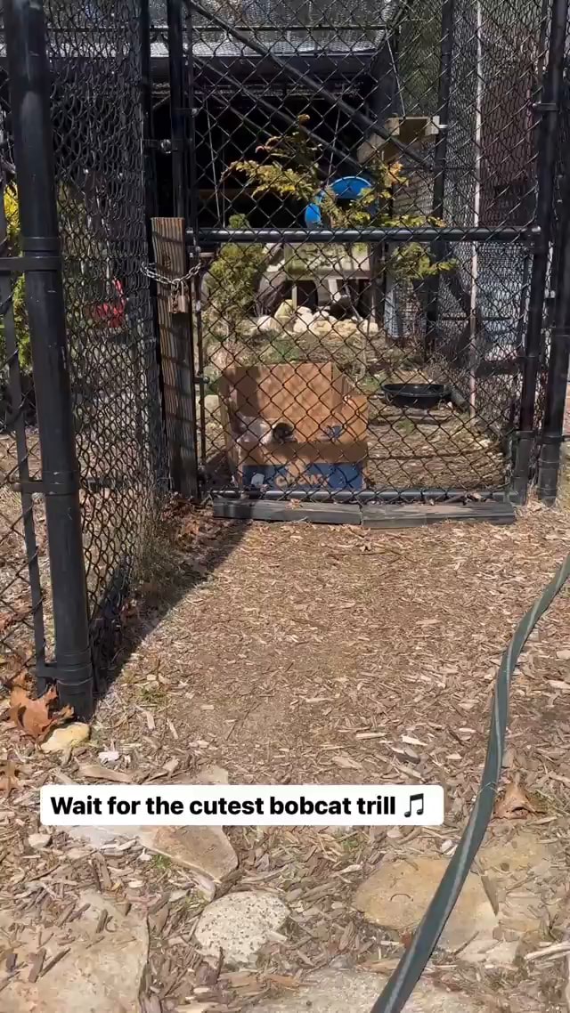 Wait for the cutest bobcat tri - iFunny