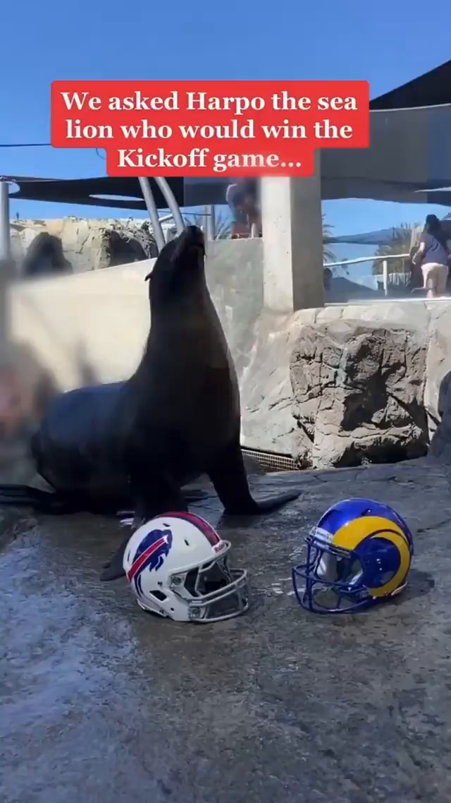 We asked Harpo the sea lion who would win the Kickoff game... - iFunny