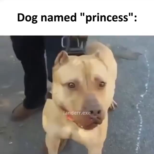 Dog named "princess": - iFunny