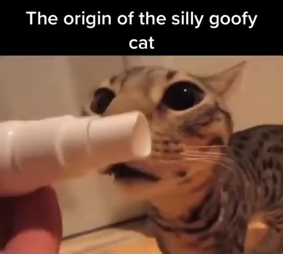 The origin of the silly goofy cat -or "Gm - iFunny