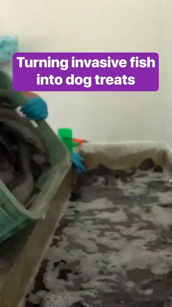 I Turning invasive fish into dog treats - iFunny