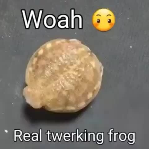 Woah Real twerking frog - iFunny