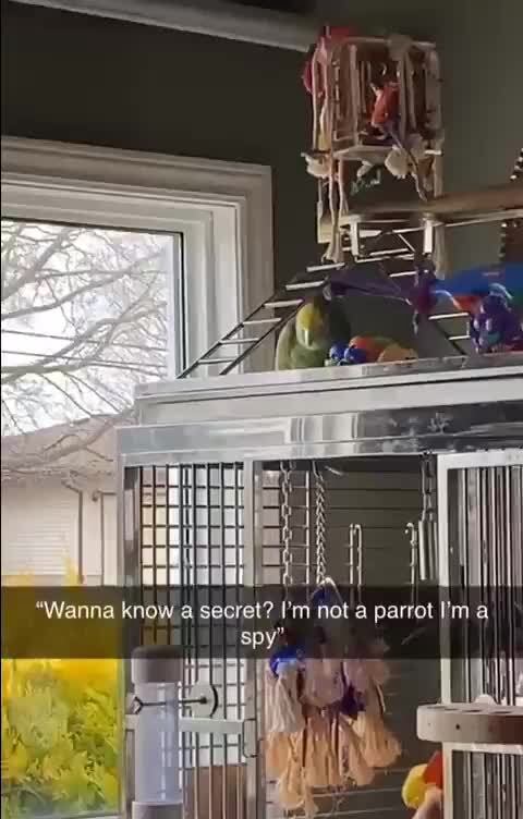 Finally admitting it! - "Wanna know not Tl parrot "Wanna know a 'm not ...