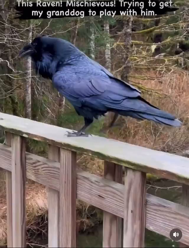 This Raven! Mischievous! Trying to get my granddog to play wit him ...