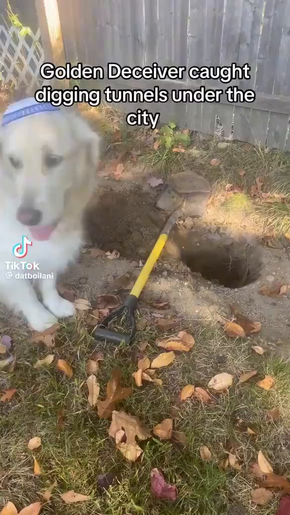 Golden Deceiver caught digging tunnels under the city - iFunny