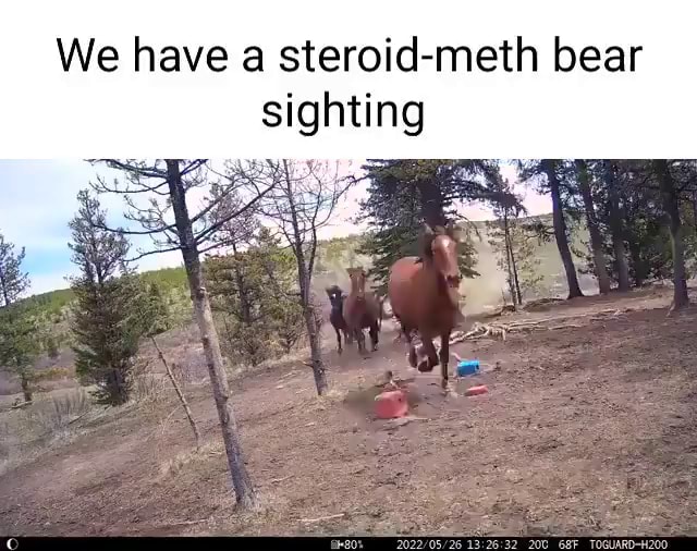 We have a steroid-meth bear sighting - iFunny
