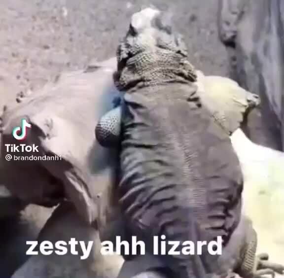 Tiktok Zesty Ahh Lizard Ifunny