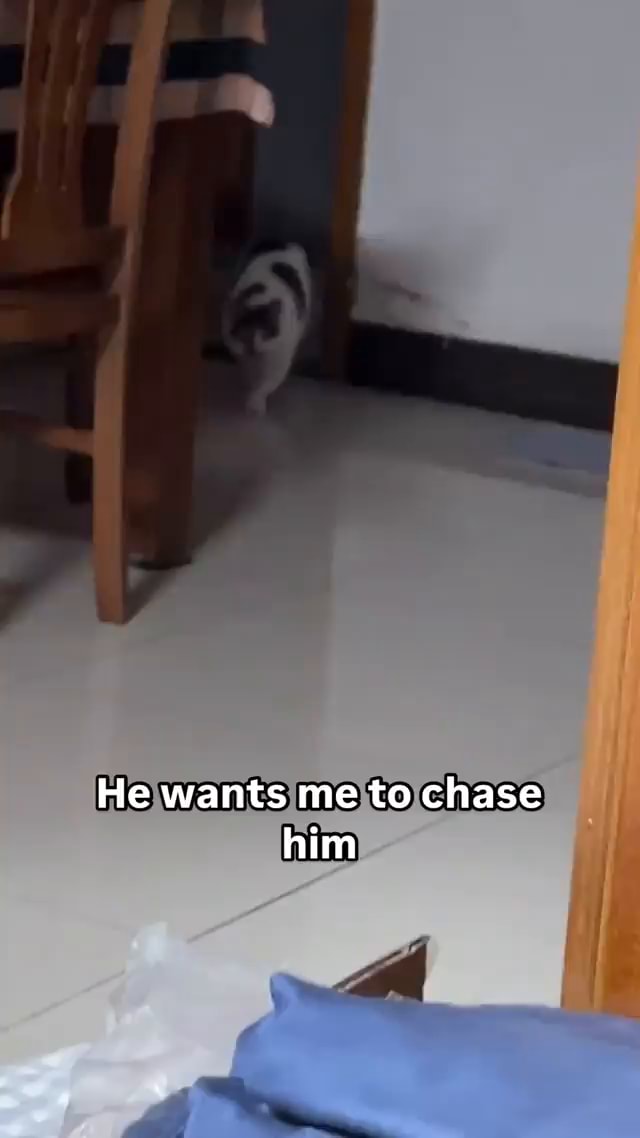 He wants me to chase him - iFunny