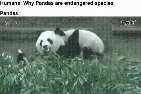Humans: Why Pandas are endangered species Panda: - iFunny