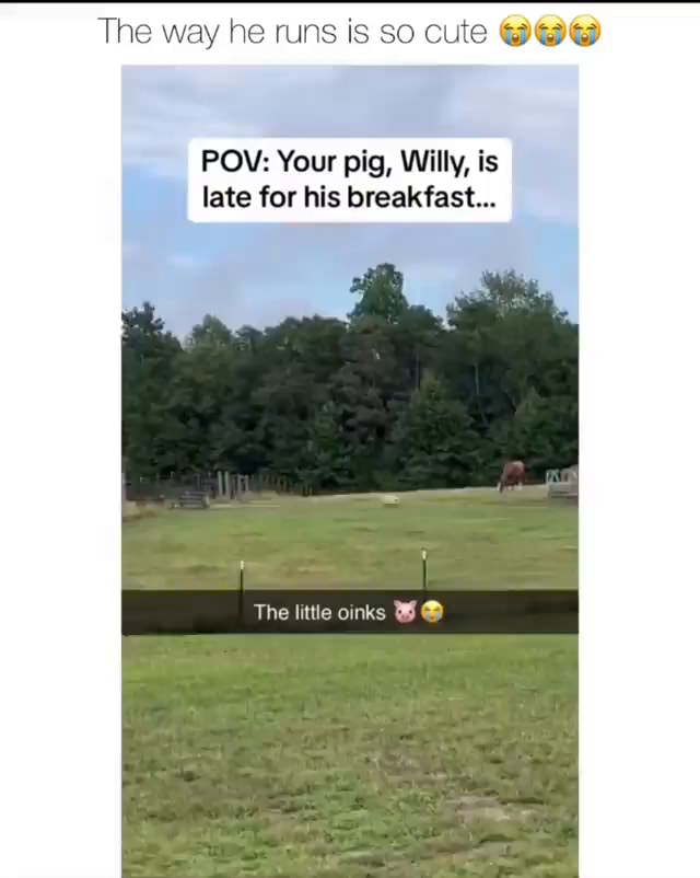 The way he runs is so cute POV: Your pig, Willy, is late for his ...