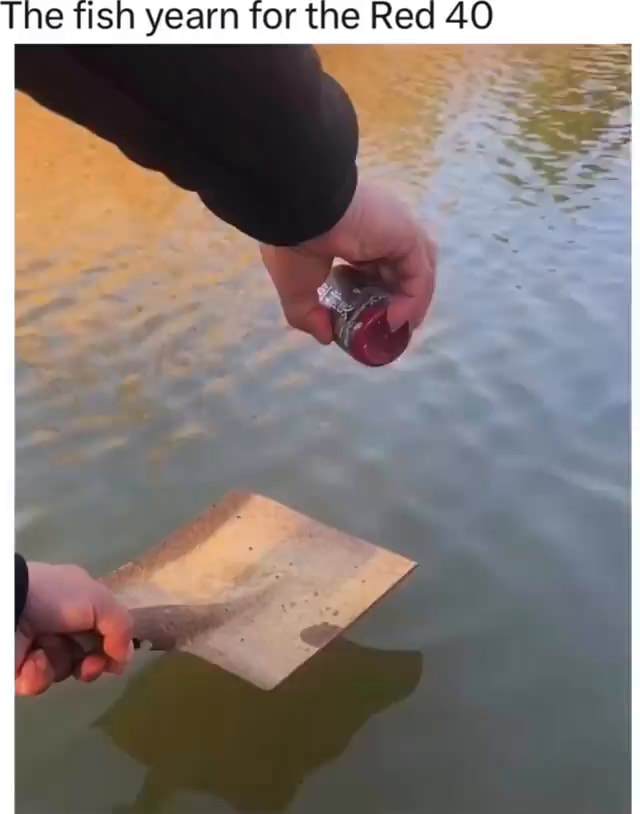 The fish yearn for the Red 40 - iFunny