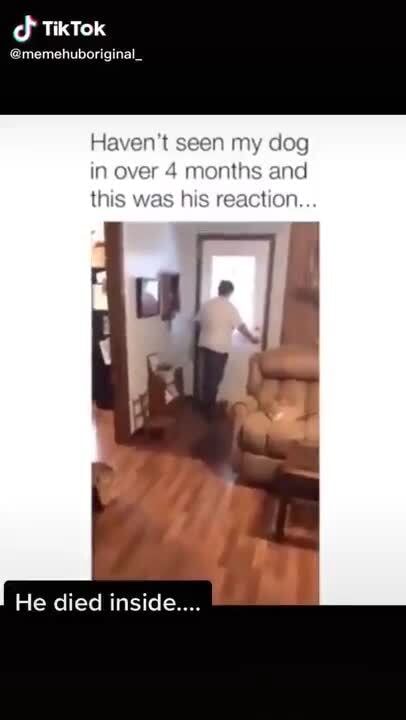 TikTok @memehuboriginal_ Haven't seen my dog months and in ove this 4 ...