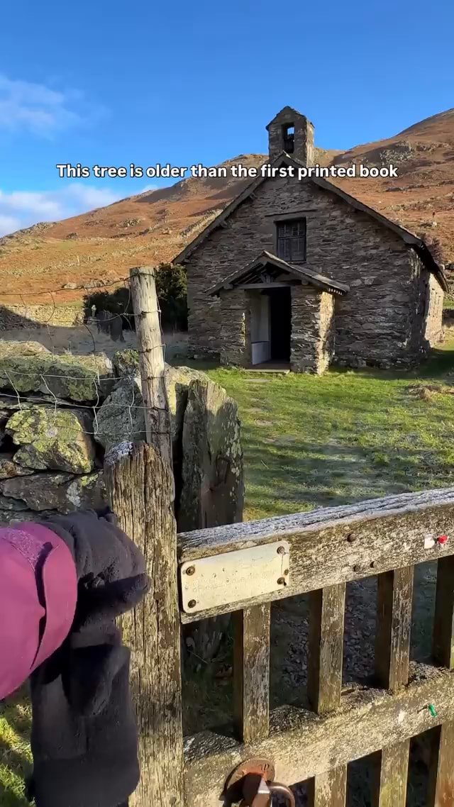 This tree is older than the first printed book - iFunny