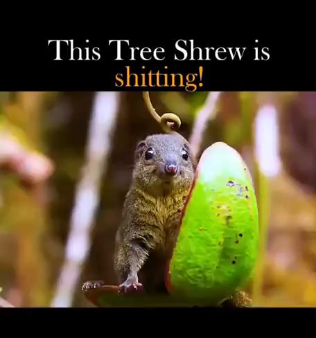 This Tree Shrew is shitting! - iFunny
