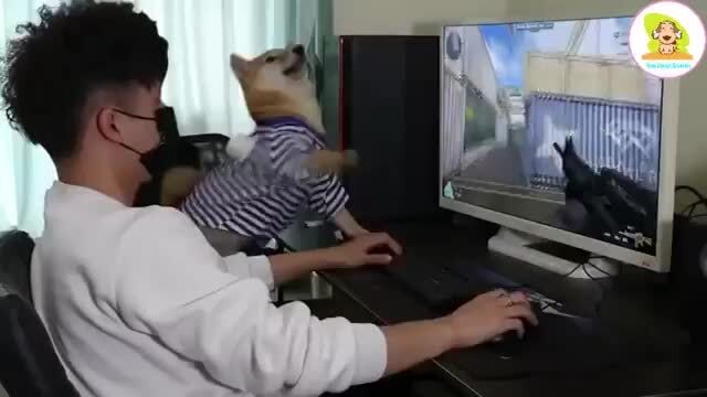This dog is very hot-tempered 😠 - iFunny