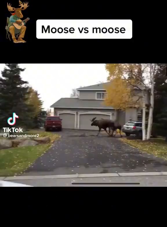 Moose vs moose TikTok - iFunny