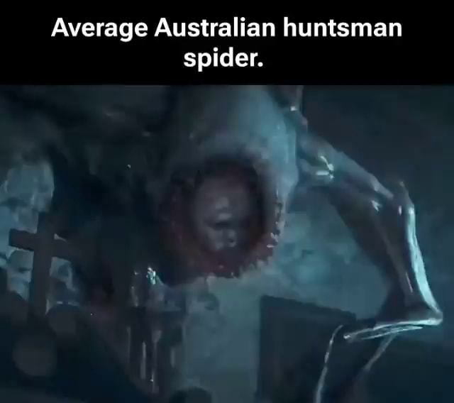 Average Australian huntsman spider. - iFunny
