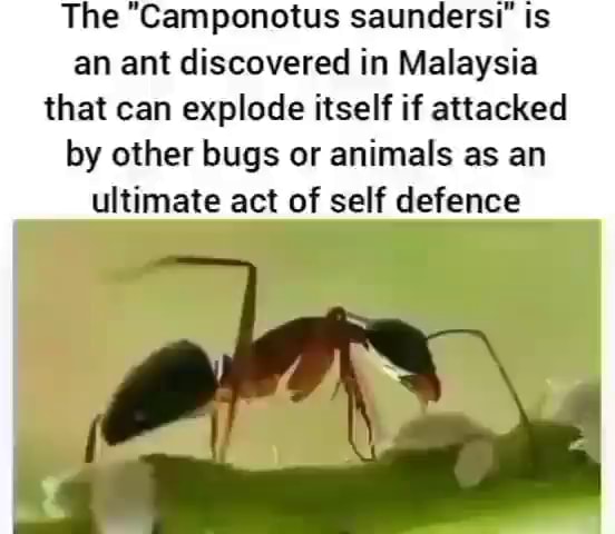 The "Camponotus saunders!" is an ant discovered in Malaysia that can ...