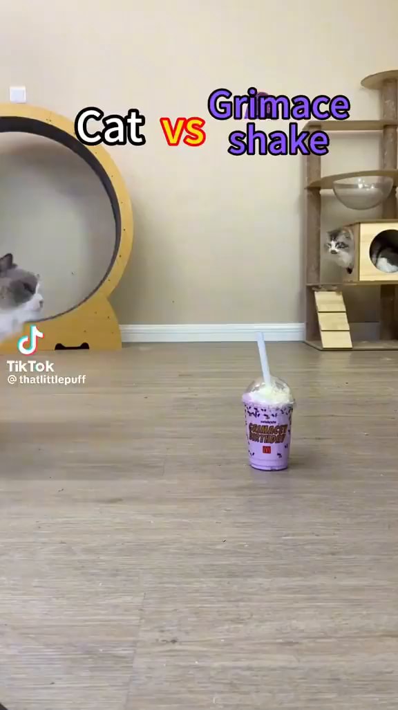 -".Cat vs shako - iFunny