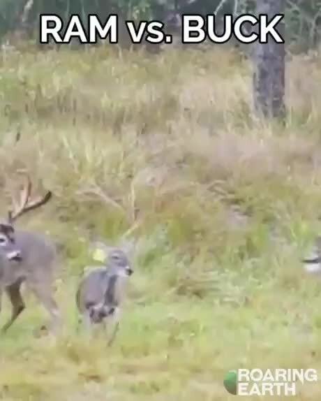 RAM vs. BUCK - iFunny