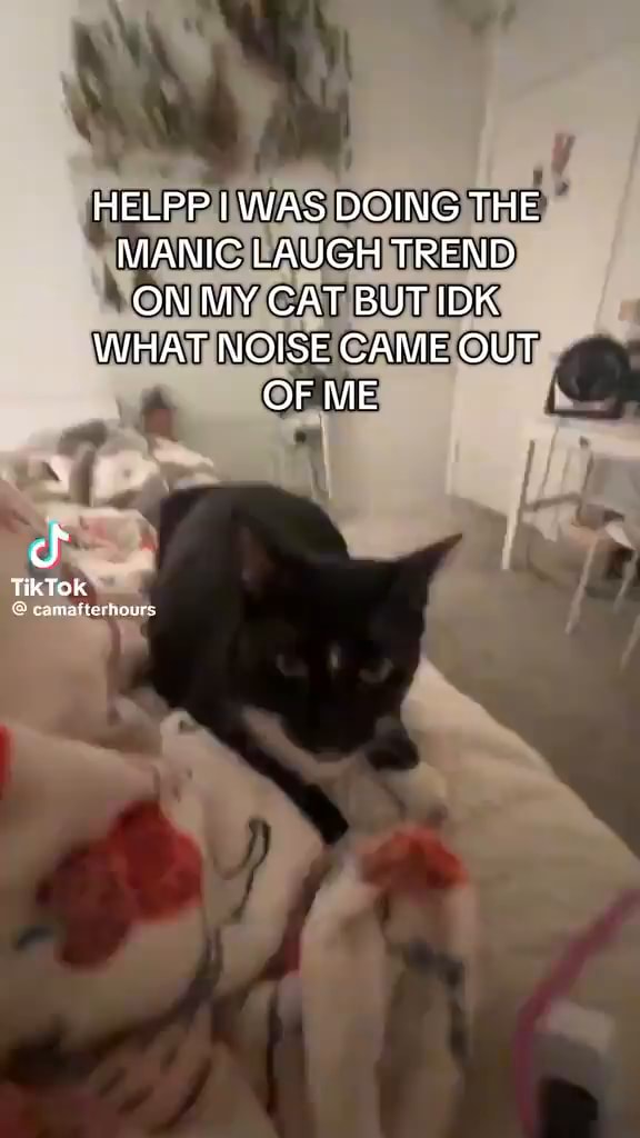 HELPP I WAS DOING THE MANIC LAUGH TREND ON MY CAT BUT IDK WHAT NOISE ...