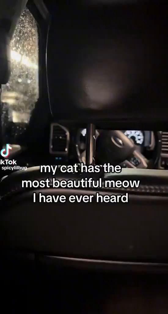 My cat has the thes most beautiful meow I have ever heard - iFunny