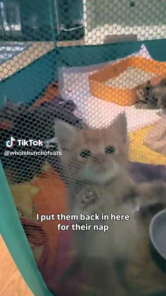 Cf TikTok @wholebunchofeats: I put them back in here for their nap - iFunny