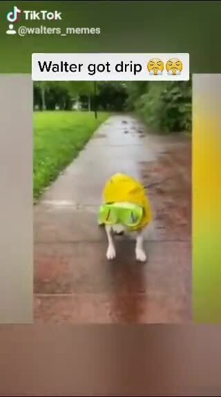 TikTok @walters_memes Walter got drip - iFunny
