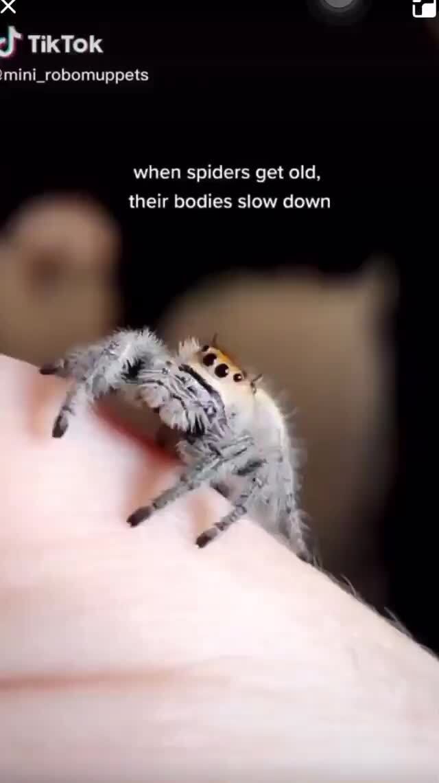 Us TikTok mini_robomuppets when spiders get old, their bodies slow down ...
