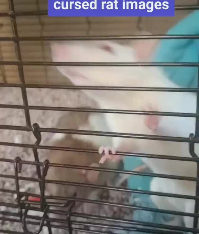 "y cursed rat image: - iFunny