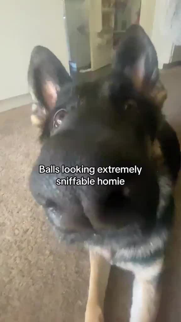 Balls looking extremely sniffable homie - iFunny