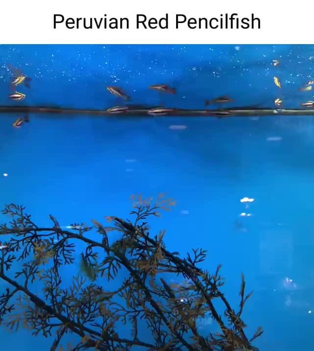 Peruvian Red Pencilfish we op - iFunny