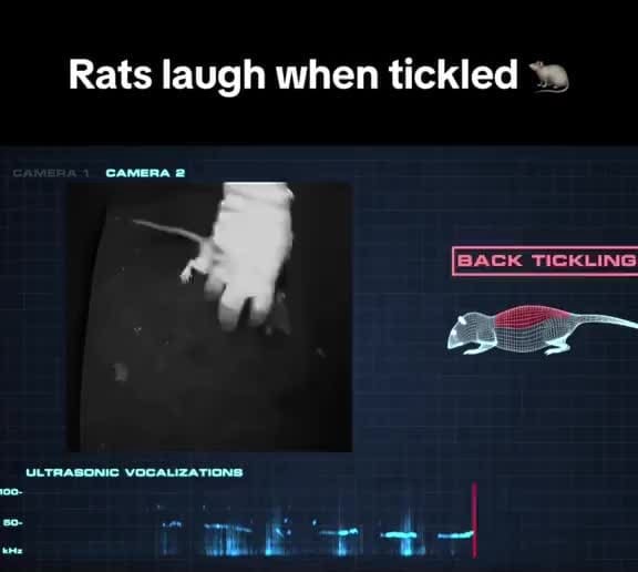 Rats laugh when tickled CAMERA ULTRASONIC VOCALIZATIONS. BACK TICKLING ...