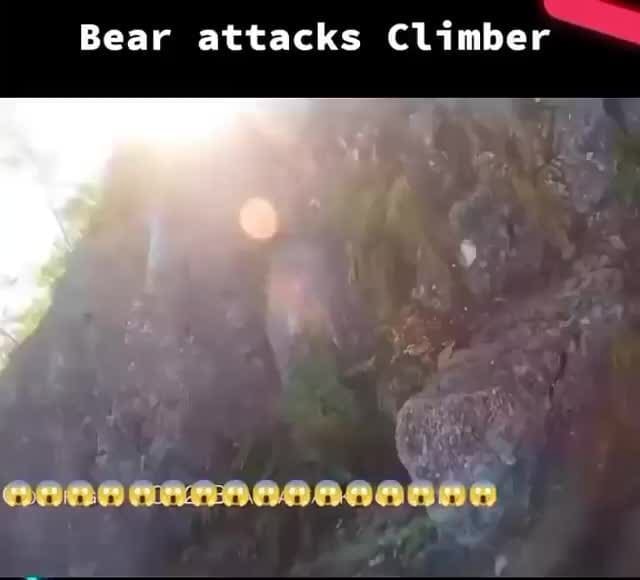 Bear attacks Climber - iFunny
