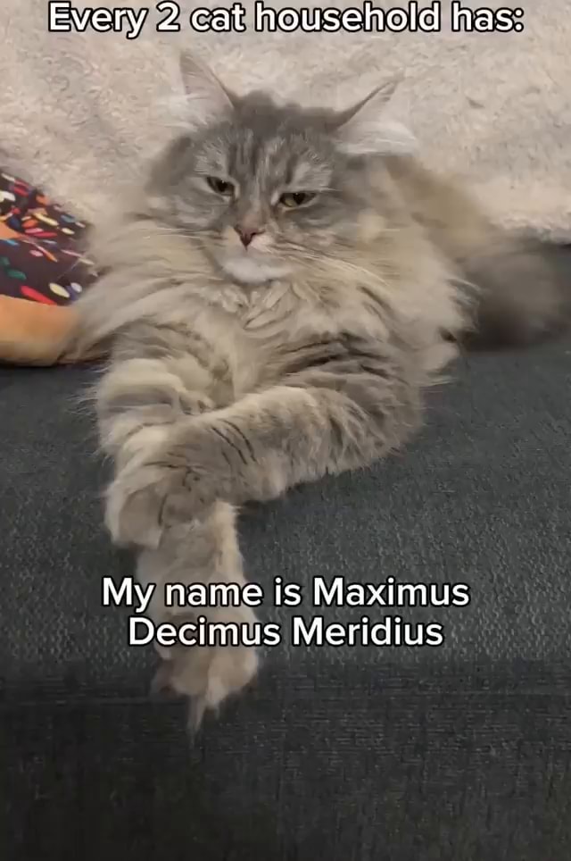 Every 2 cat household has: My name is Maximus Decimus Meridius - iFunny