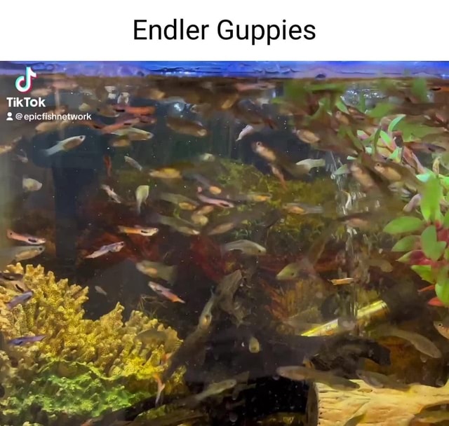 Endler Guppies TikTok dá A hd - iFunny