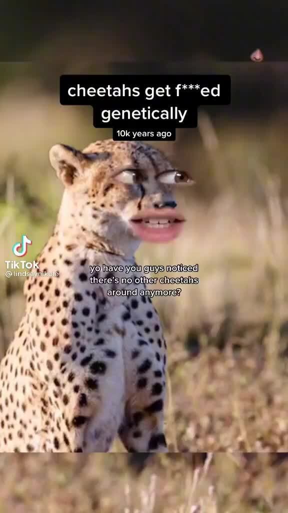 Cheetahs get f***ed genetically years ago TikTok bs - iFunny